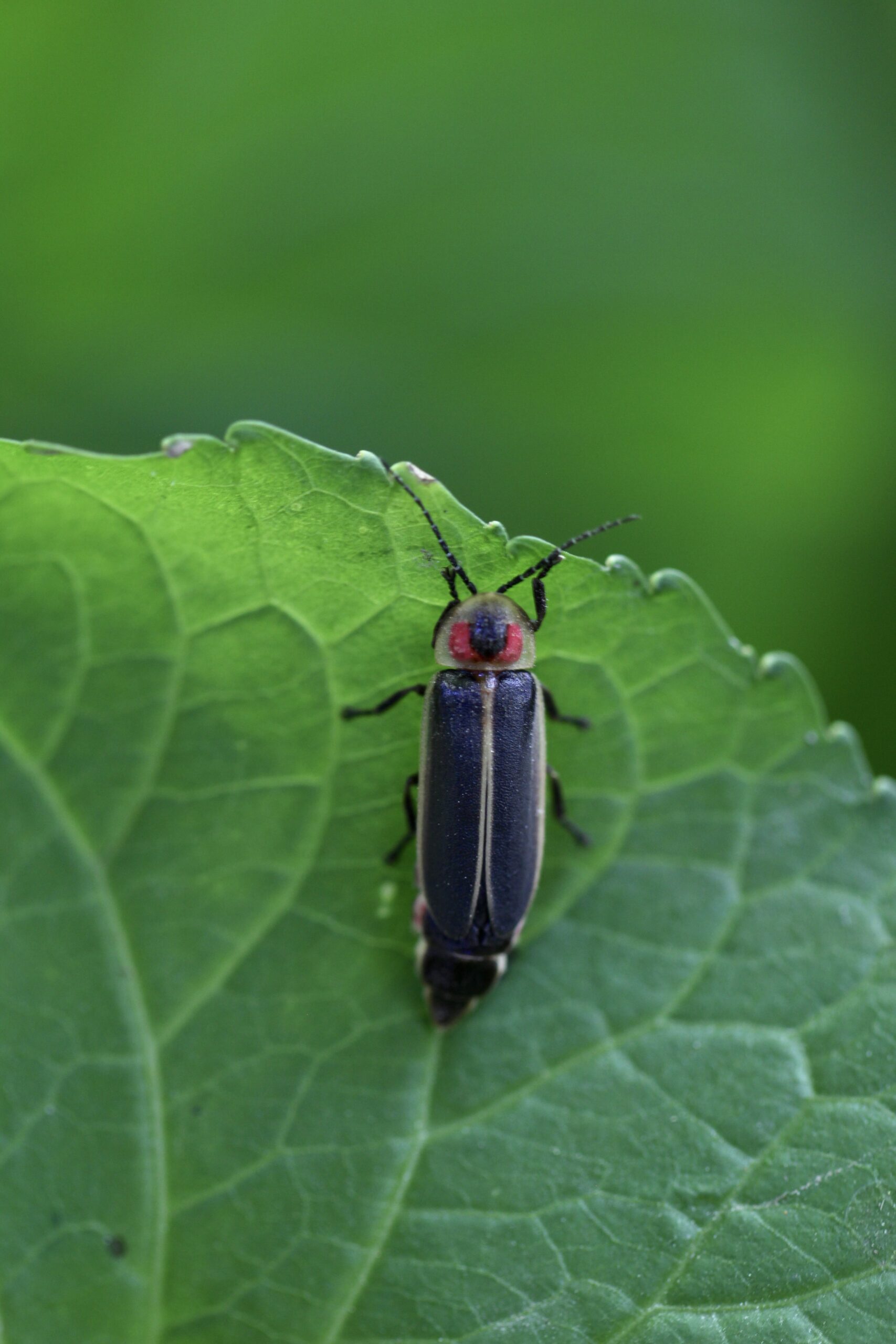 Ecosystem | Wildergarden